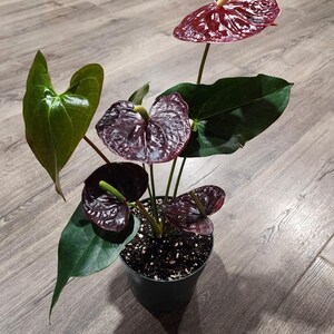 Sempre - Chocolate Anthurium - Rare Find - Actual Plant - Etsy