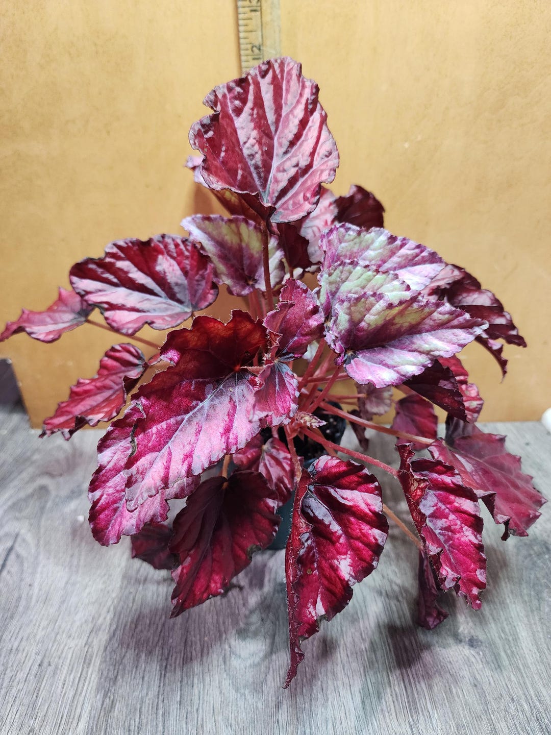 T Rex Begonia - Ruby Slippers - Glitter Red - Actual Plant - Etsy