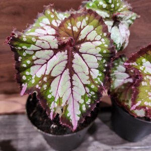 Rex Jurassic Jr.™ 'berry Swirl' Spiral Begonia - Etsy