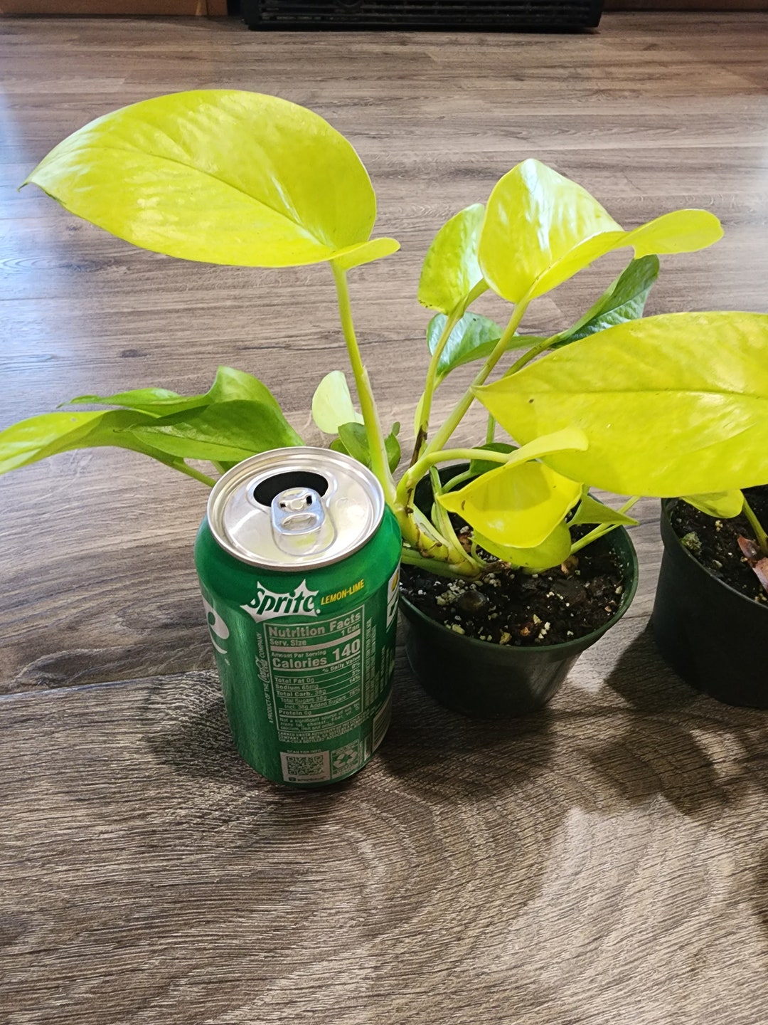 Neon Pothos Plant - Etsy