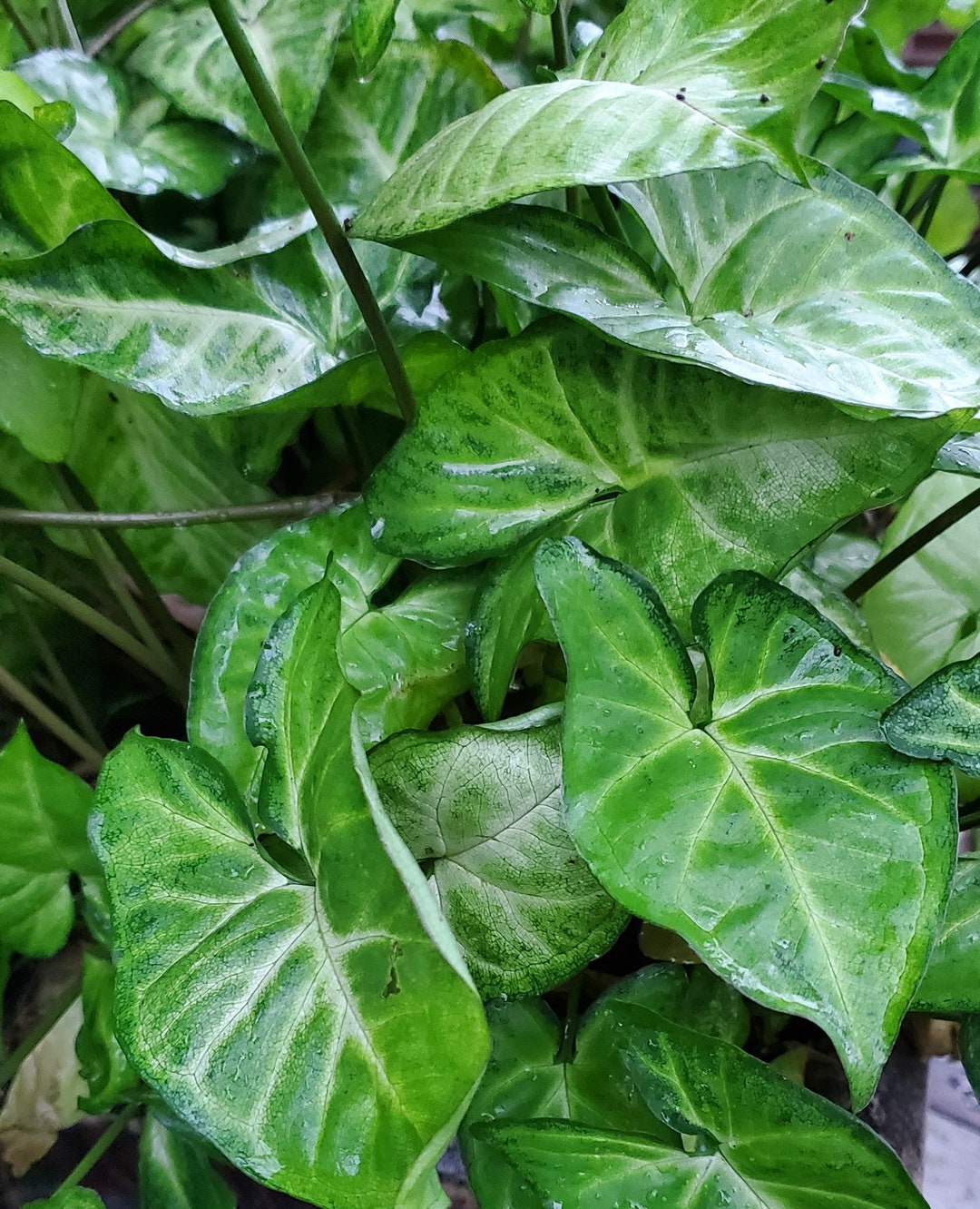 Arrowhead Plant - Syngonium Podophyllum “emerald Green” - Etsy