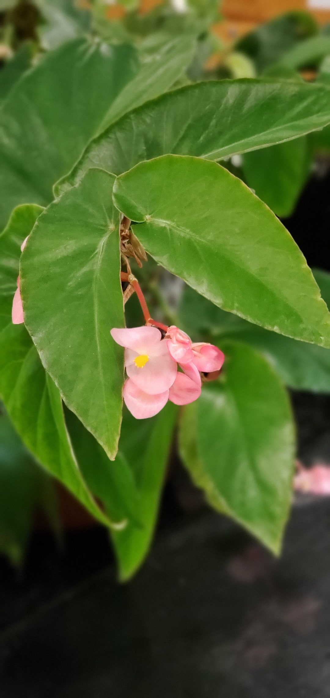 Heirloom Angel Wing Pink Cane Begonia - Etsy