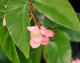 12 18 Inch Heirloom Angel Wing Pink Cane Begonia - Etsy