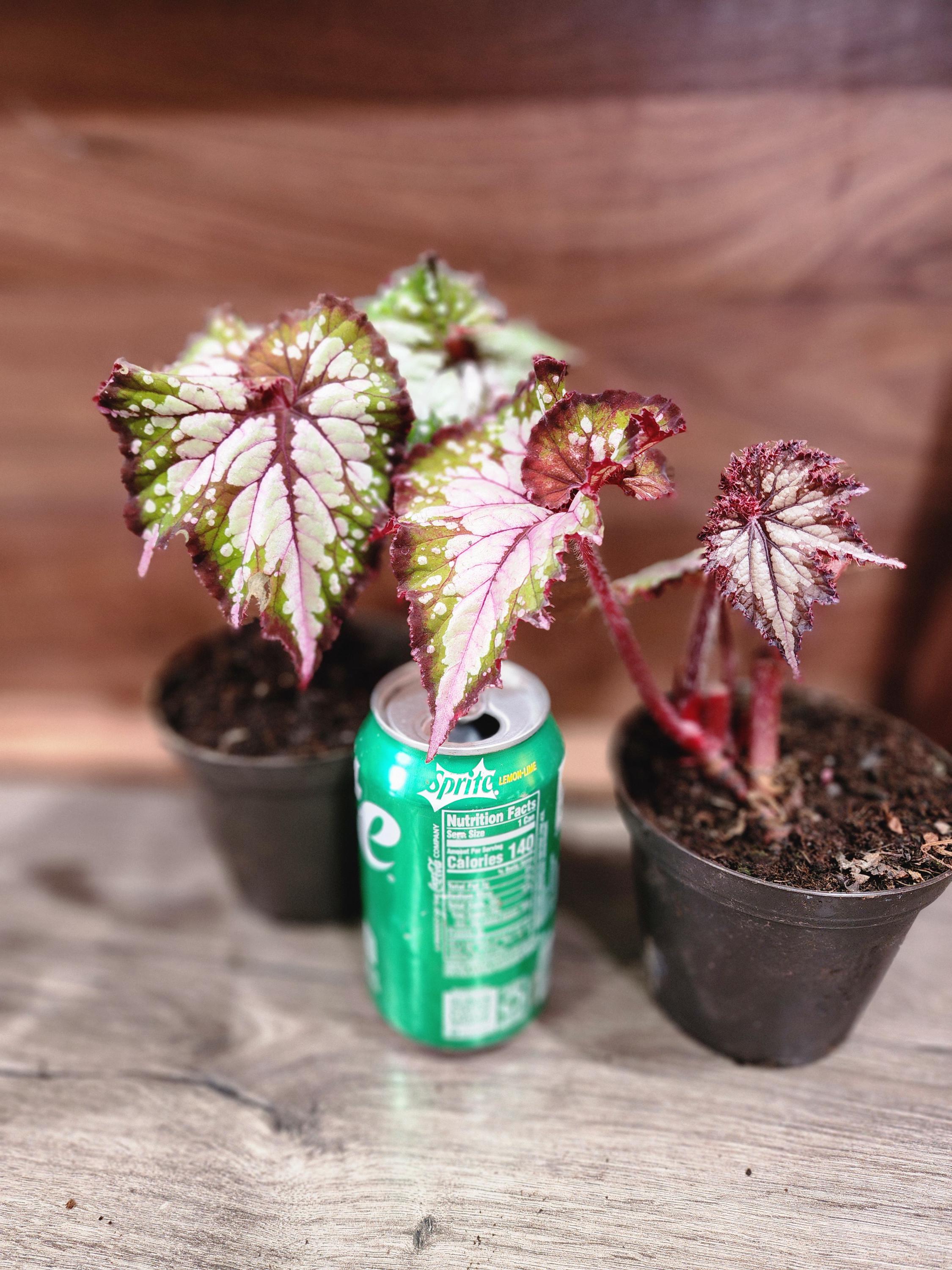Rex Jurassic Jr.™ 'berry Swirl' Spiral Begonia - Etsy