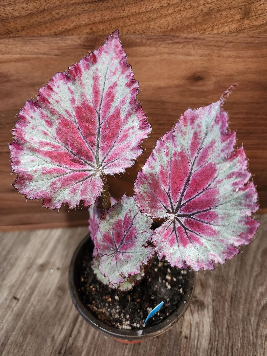 Begonia Rex "jurassic Jr. -red Splash" - Etsy