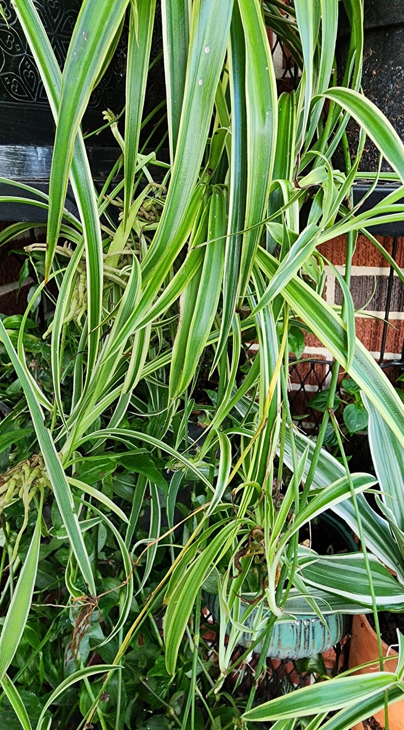Variegated Spider Plants - Etsy