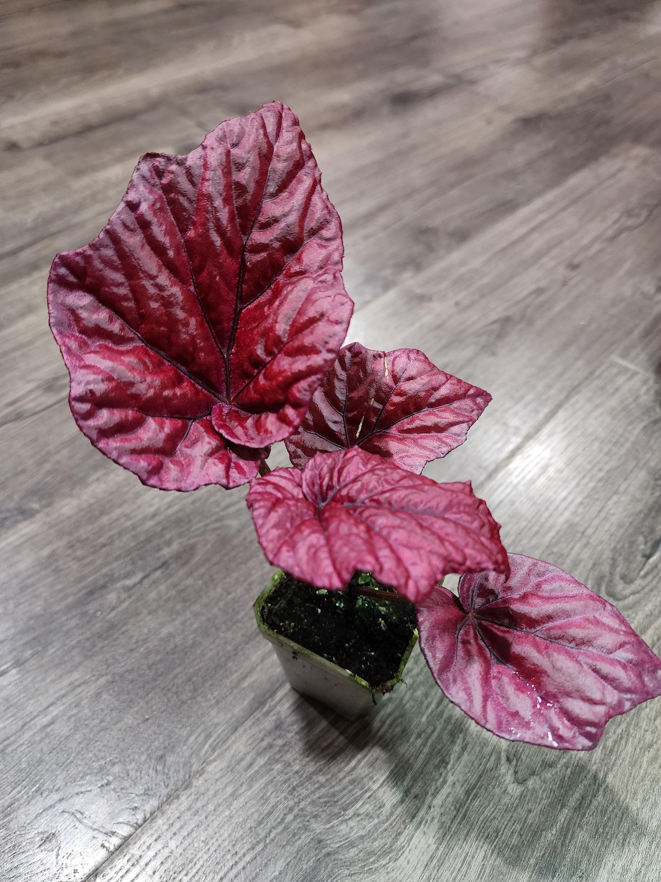Begonia Rex "inca Flame" - Etsy