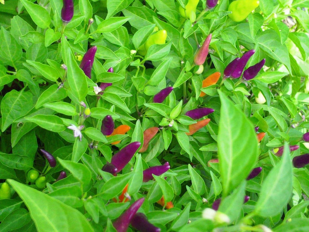 Sangria (capsicum Annuum) Ornamental Pepper -10 Seeds - Etsy