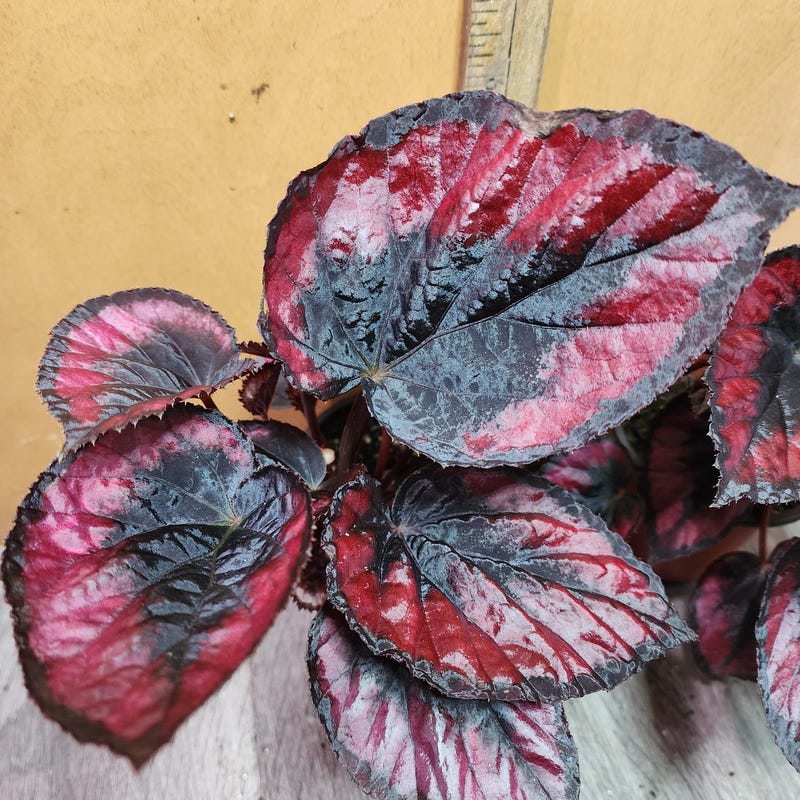 Rex Begonia - Etsy