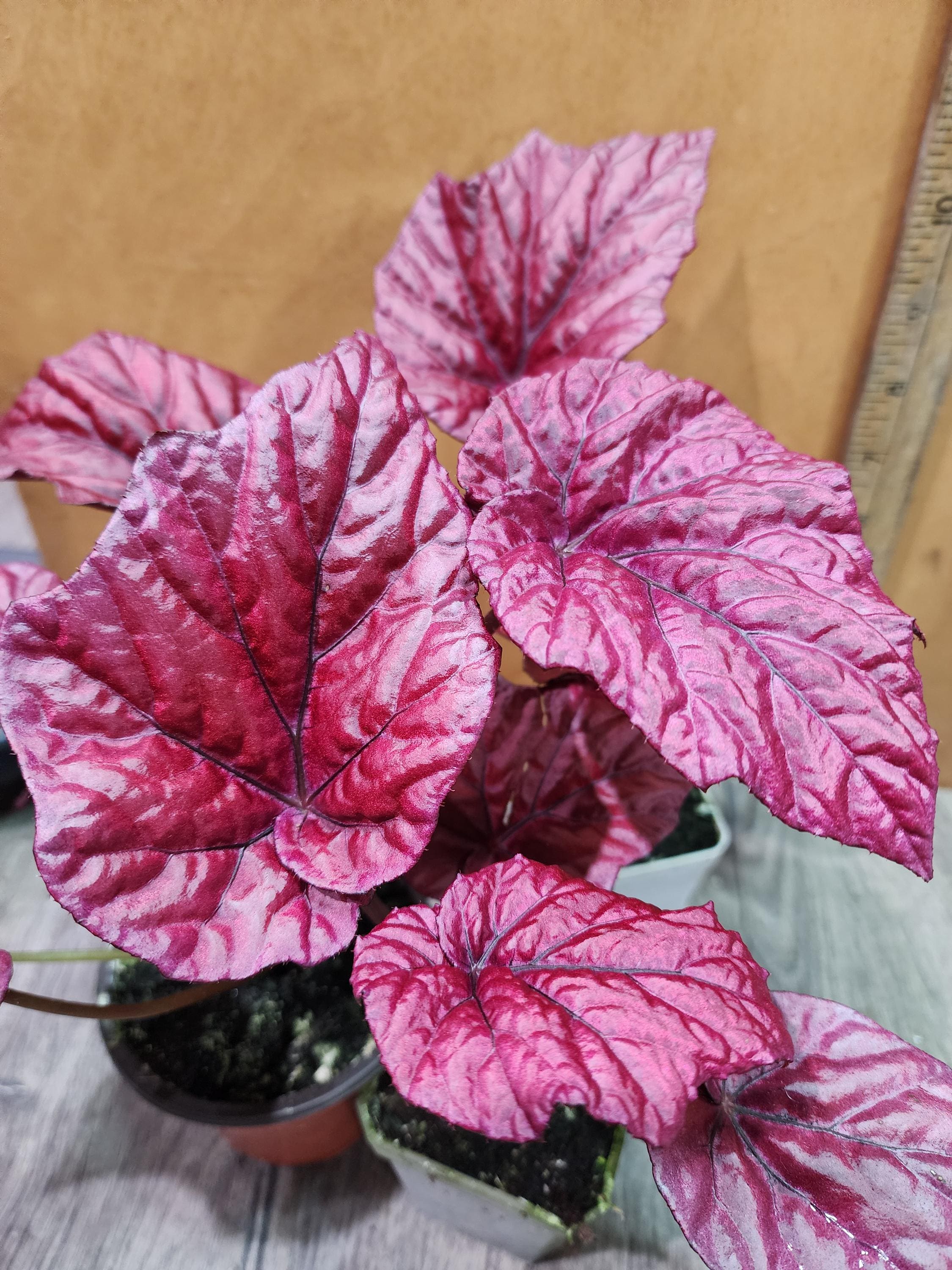 Begonia Rex "inca Flame" - Etsy