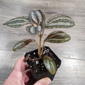 Pan Am - Friendship Plant (pilea Involucrata) - Etsy