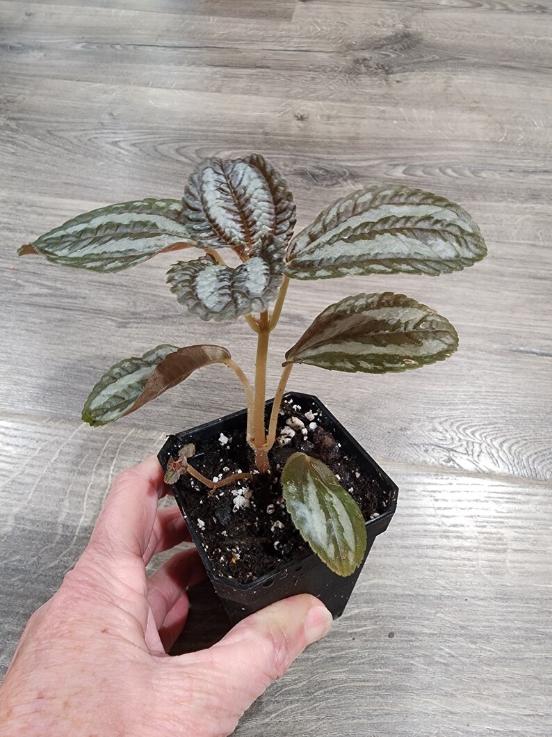 Pan Am - Friendship Plant (pilea Involucrata) - Etsy