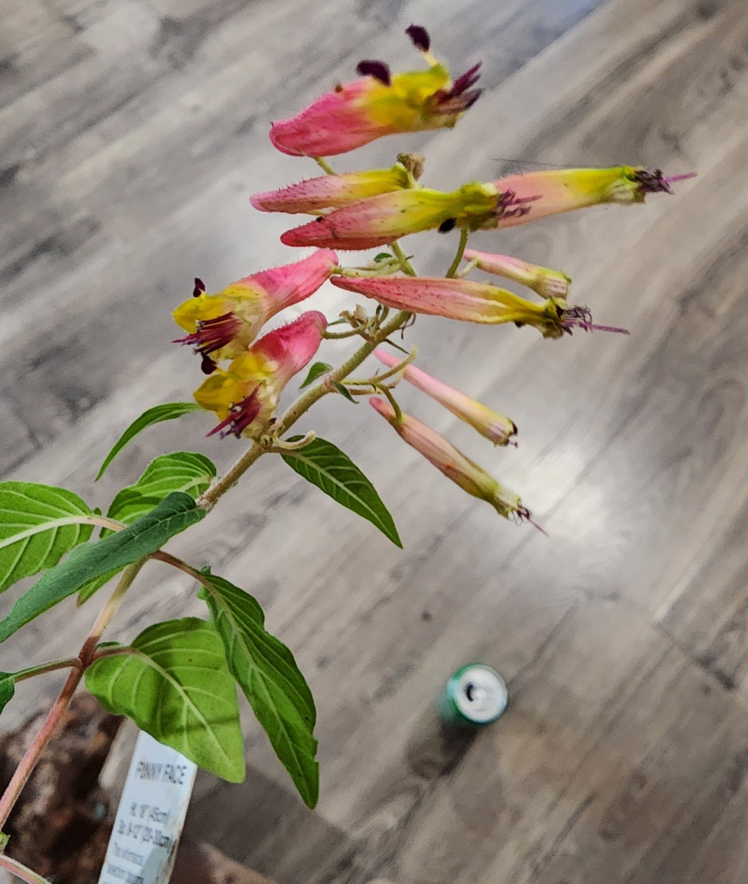 Pink Mexican Cigar Plant funny Face Cuphea Firecracker Plant - Etsy