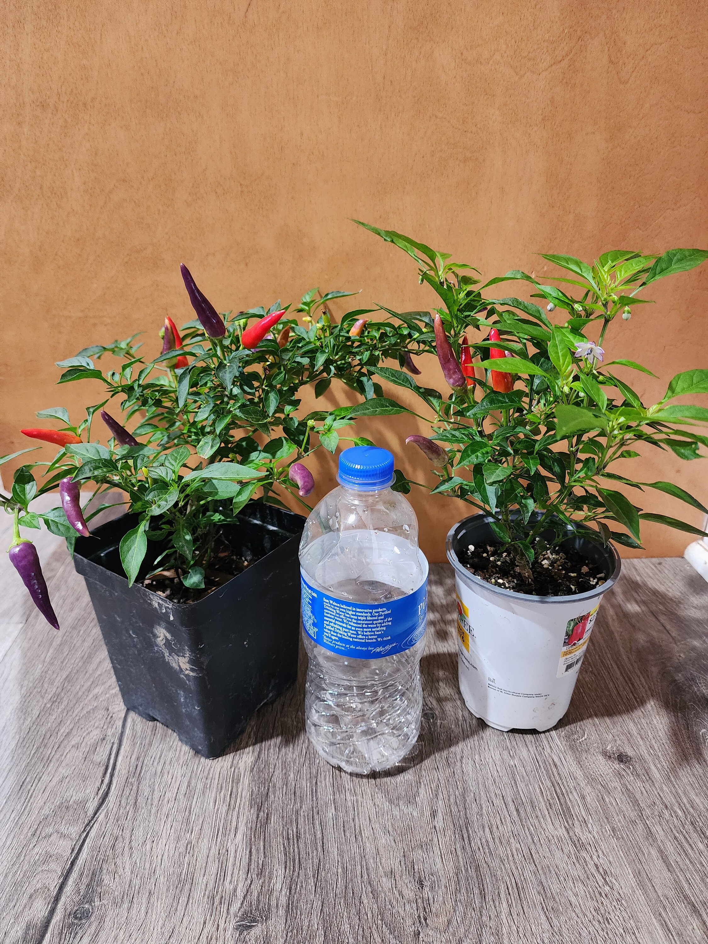 Sangria Plant Fall Color ornamental Pepper capsicum Annuum - Etsy