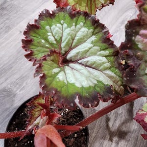 Rex Jurassic Jr.™ 'berry Swirl' Spiral Begonia - Etsy