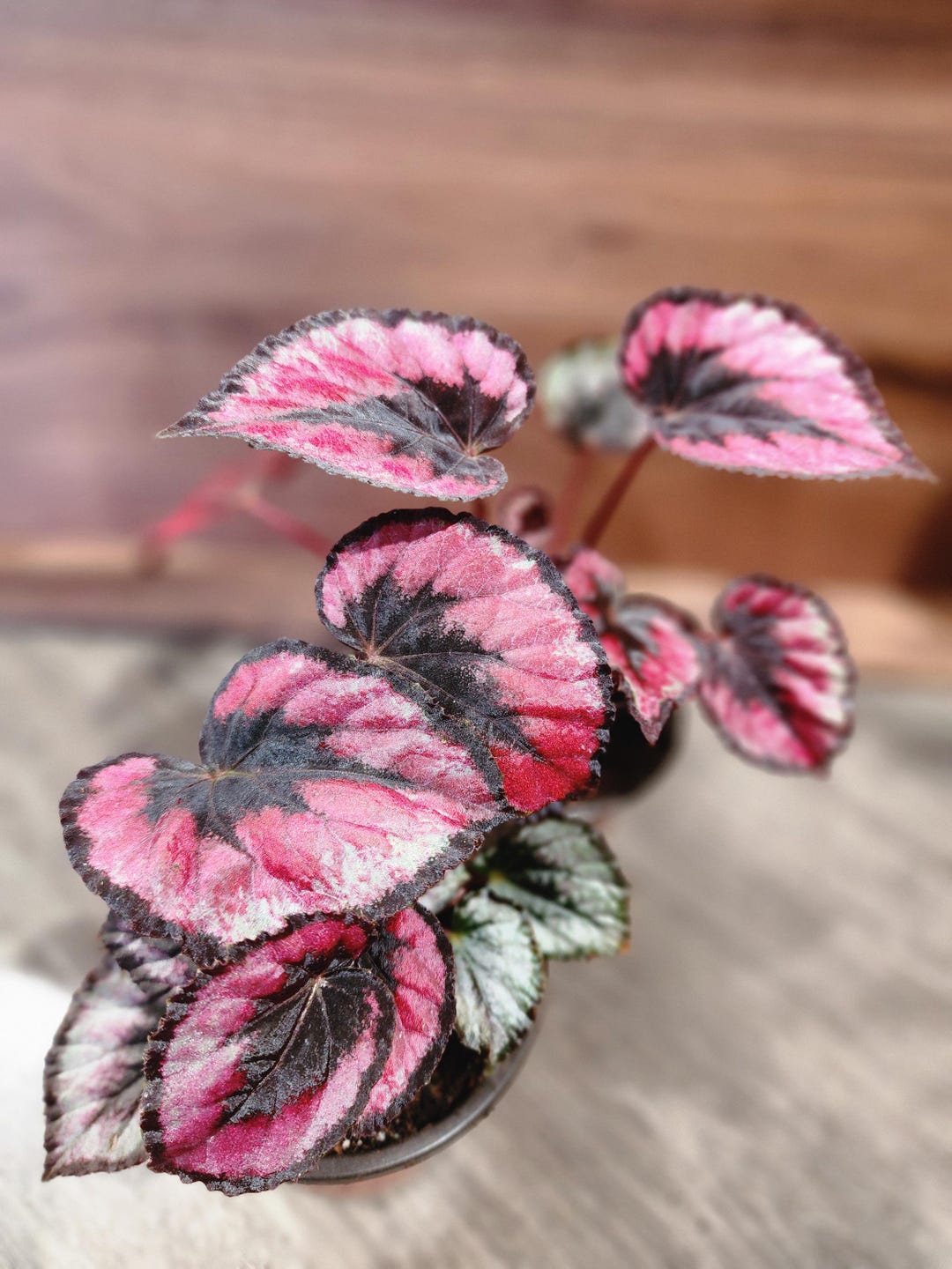Rex Painted Leaf Begonia - Red Tango - Etsy