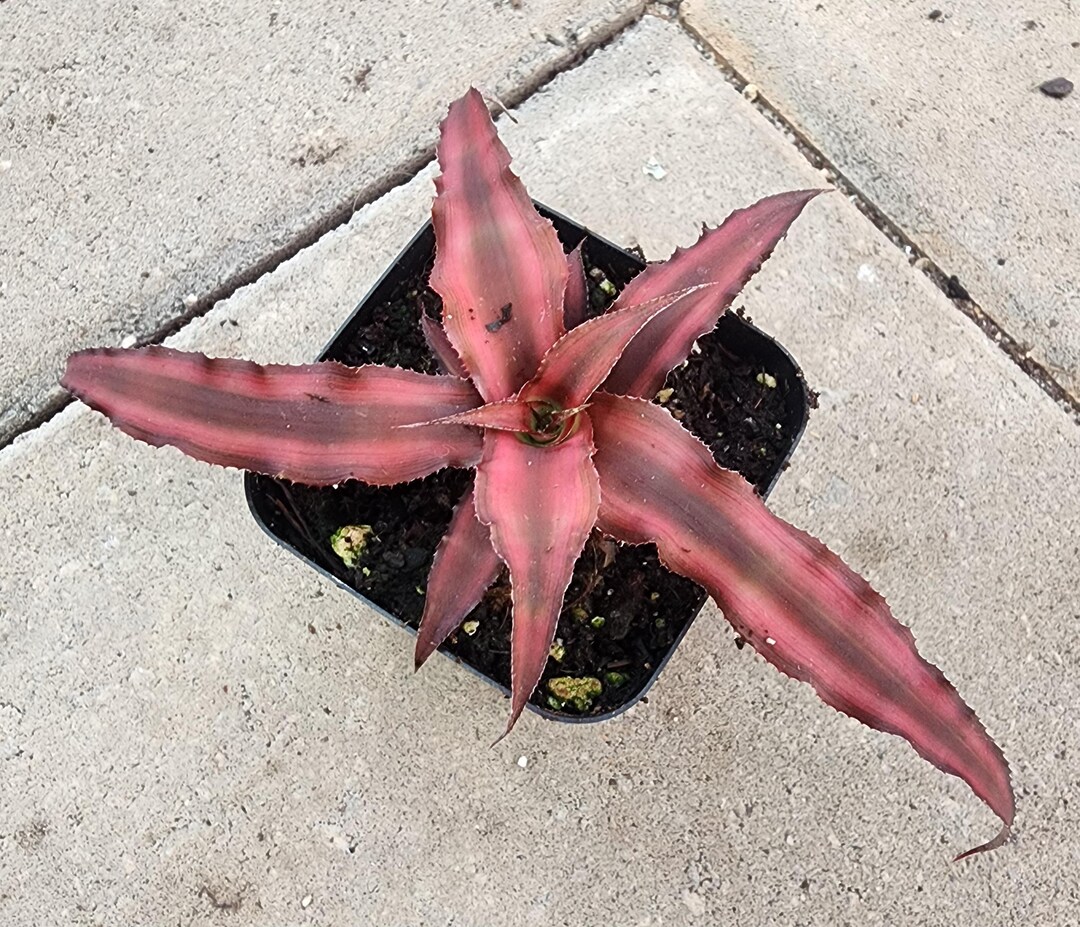 Cryptanthus Bromeliads - Red Earth Star - Etsy