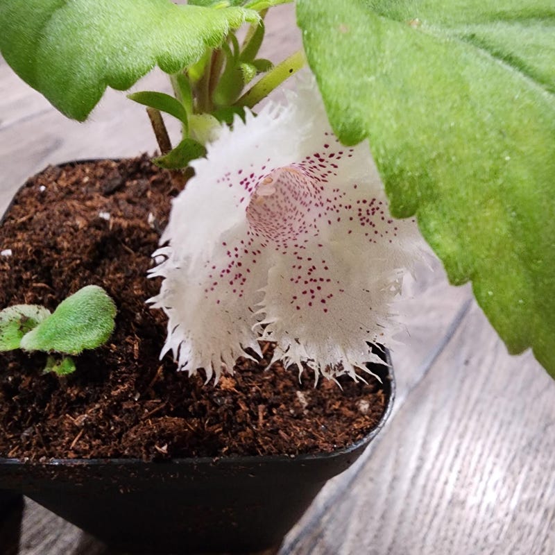Trailing African Violet - Etsy
