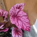 Begonia Rex "inca Flame" - Etsy