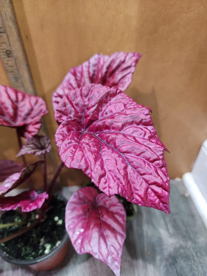 Begonia Rex "inca Flame" - Etsy
