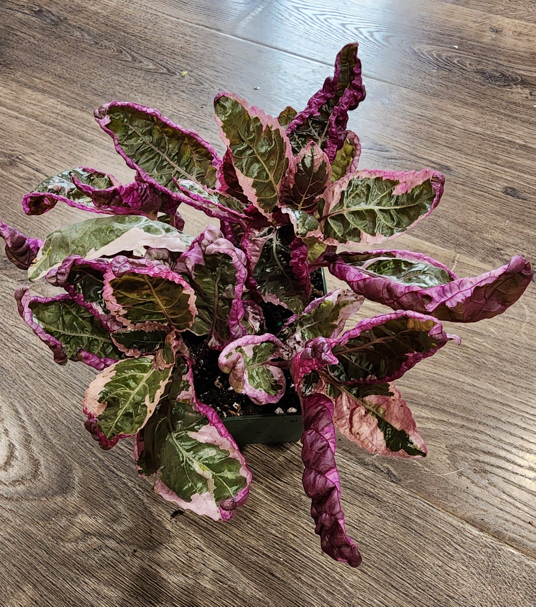 Snow White Waffle Plant - Etsy