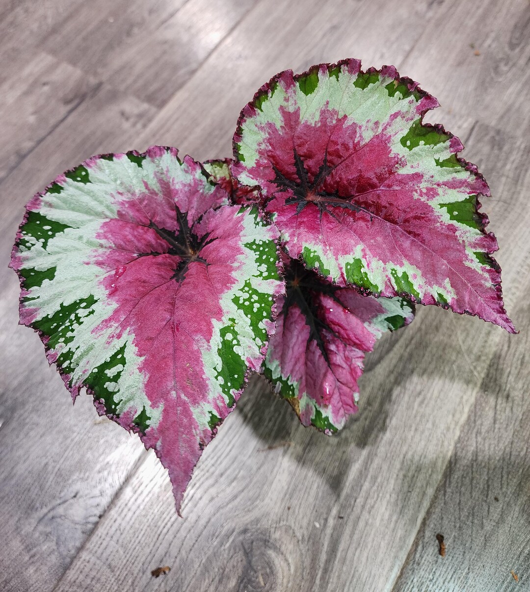 Rex Begonia Shadow King "strawberry Sherbert" - Etsy