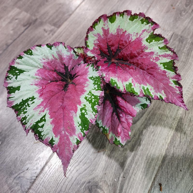 Rex Begonia - Etsy