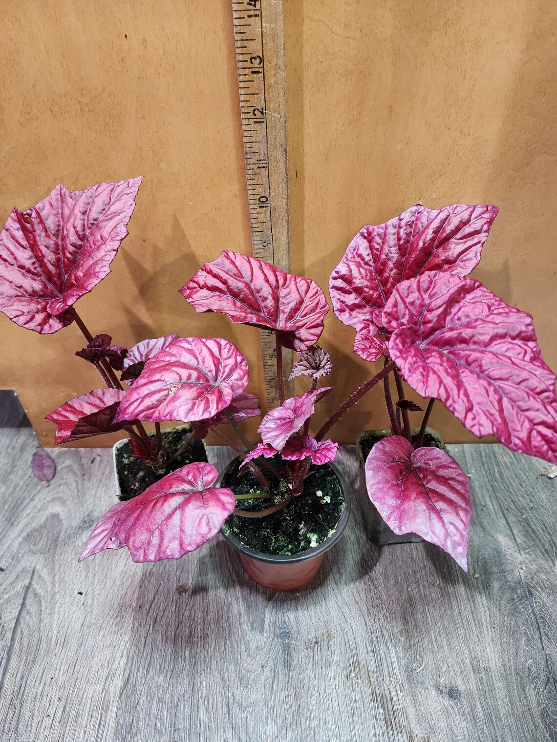 Begonia Rex "inca Flame" - Etsy