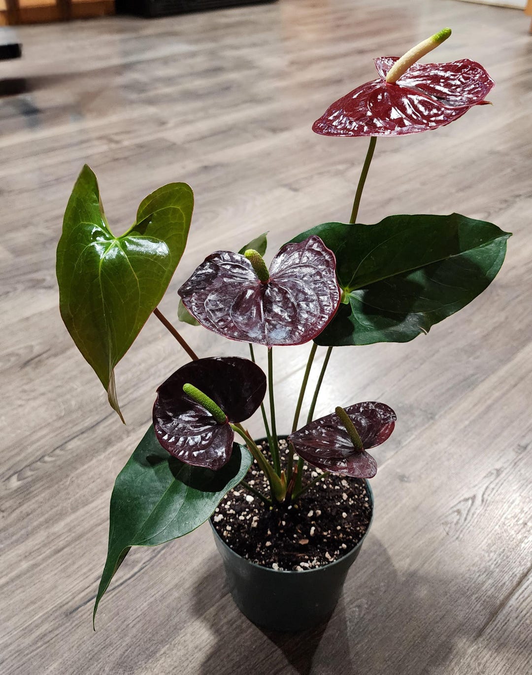 Sempre - Chocolate Anthurium - Rare Find - Actual Plant - Etsy