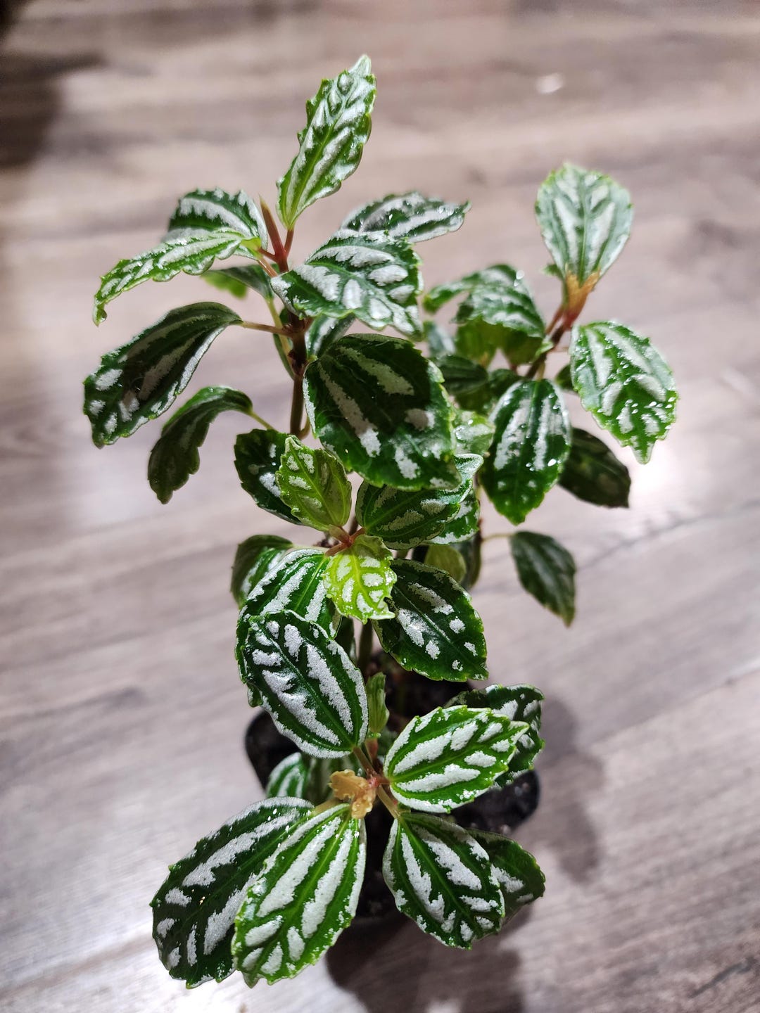 Watermelon Pilea - Aluminum Plant - Etsy