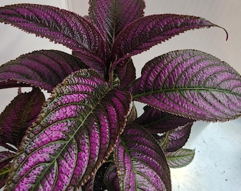 Puple Persian Shield Live Plant / Ship Without Pot/ Houseplants / Plant ...