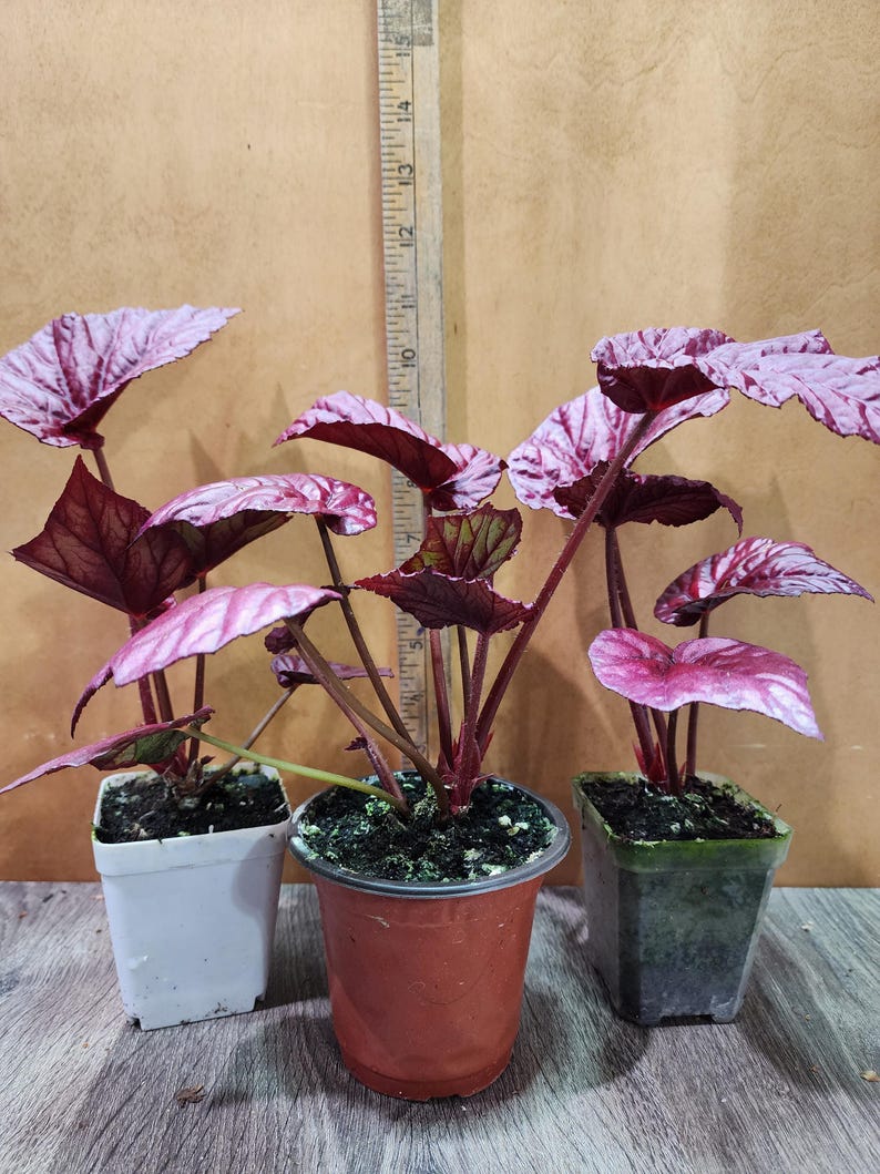 Begonia Rex "inca Flame" - Etsy