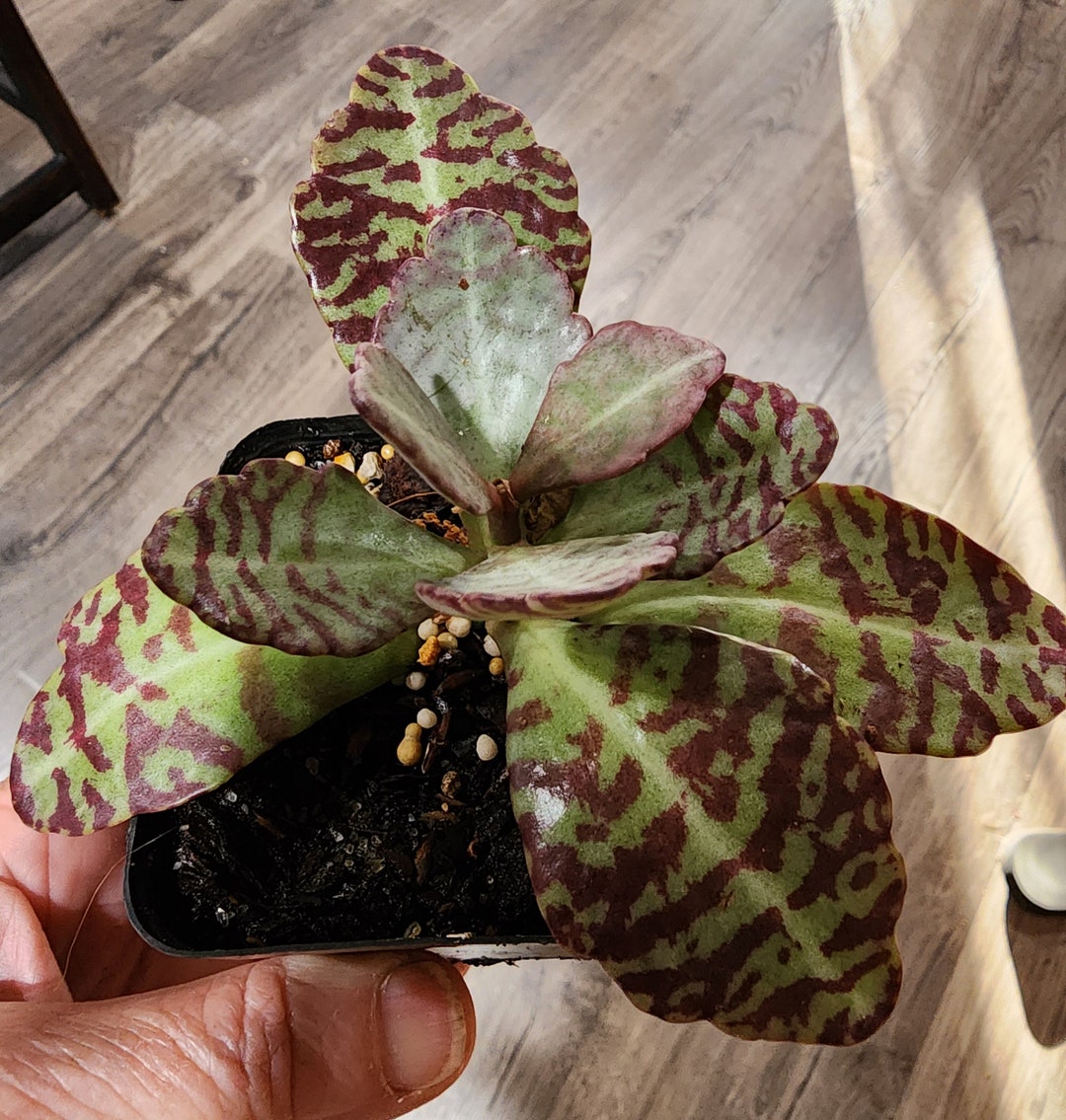 Kalanchoe Humilis - Etsy