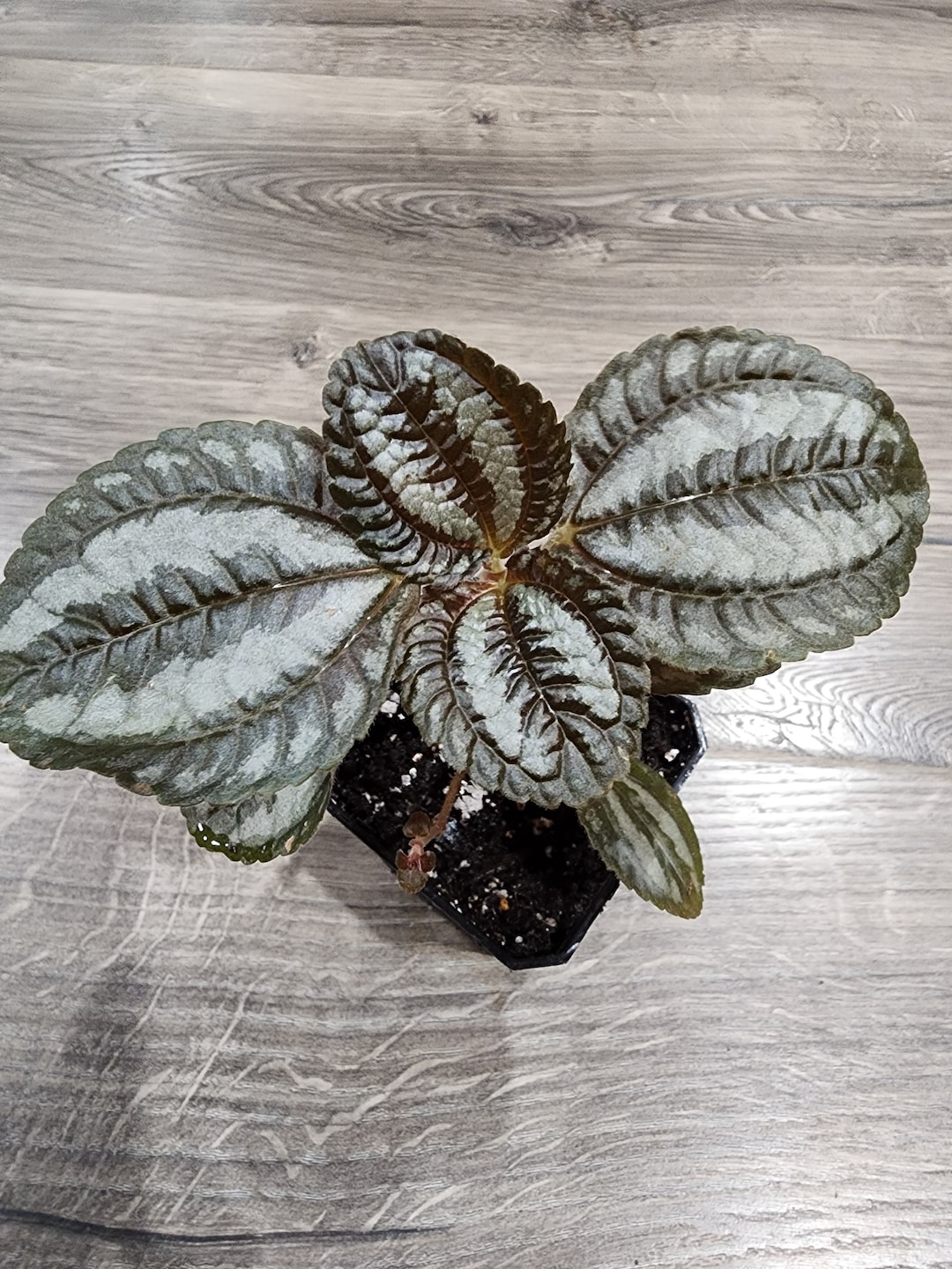 Pan Am - Friendship Plant (pilea Involucrata) - Etsy