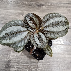 Pan Am - Friendship Plant (pilea Involucrata) - Etsy