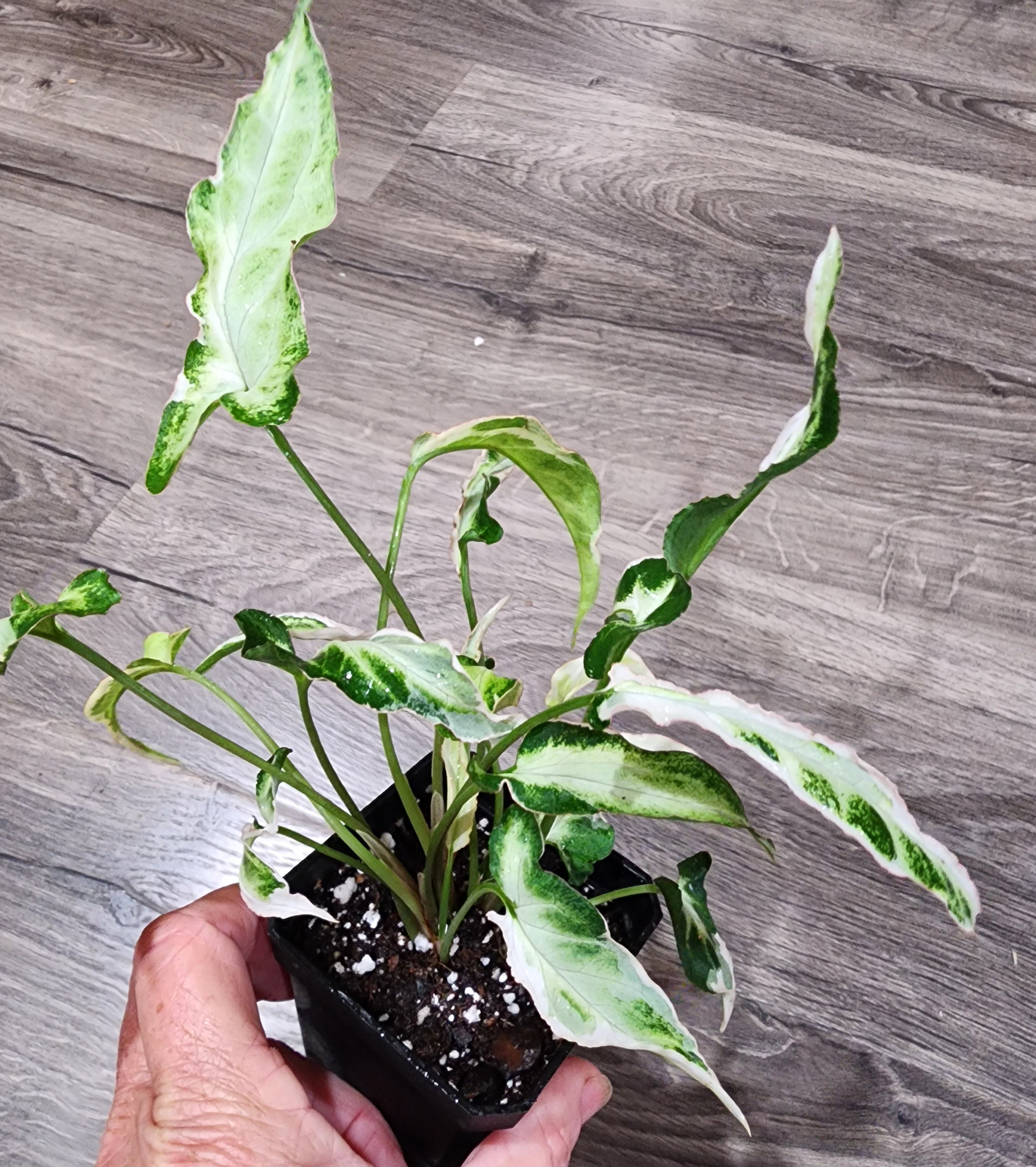 Starlite Syngonium Podophyllum - Rare - Etsy