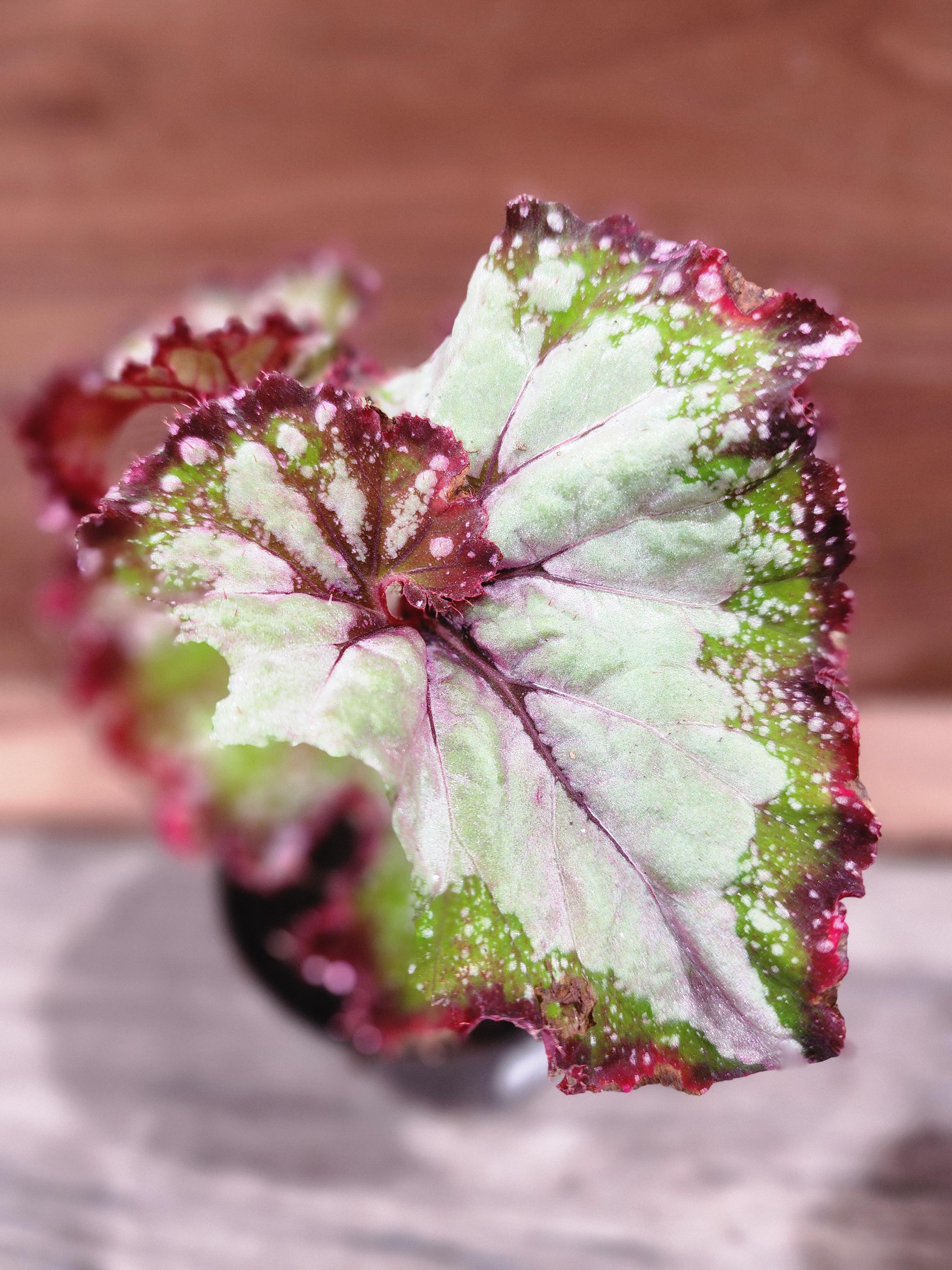 Rex Jurassic Jr.™ 'berry Swirl' Spiral Begonia - Etsy