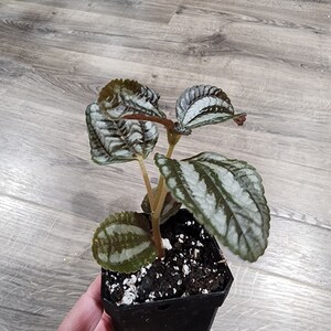 Pan Am - Friendship Plant (pilea Involucrata) - Etsy