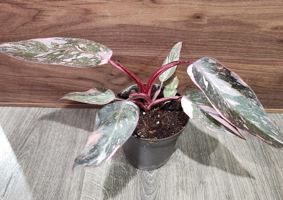 Philodendron Pink Princess Marble Actual Plant - Etsy