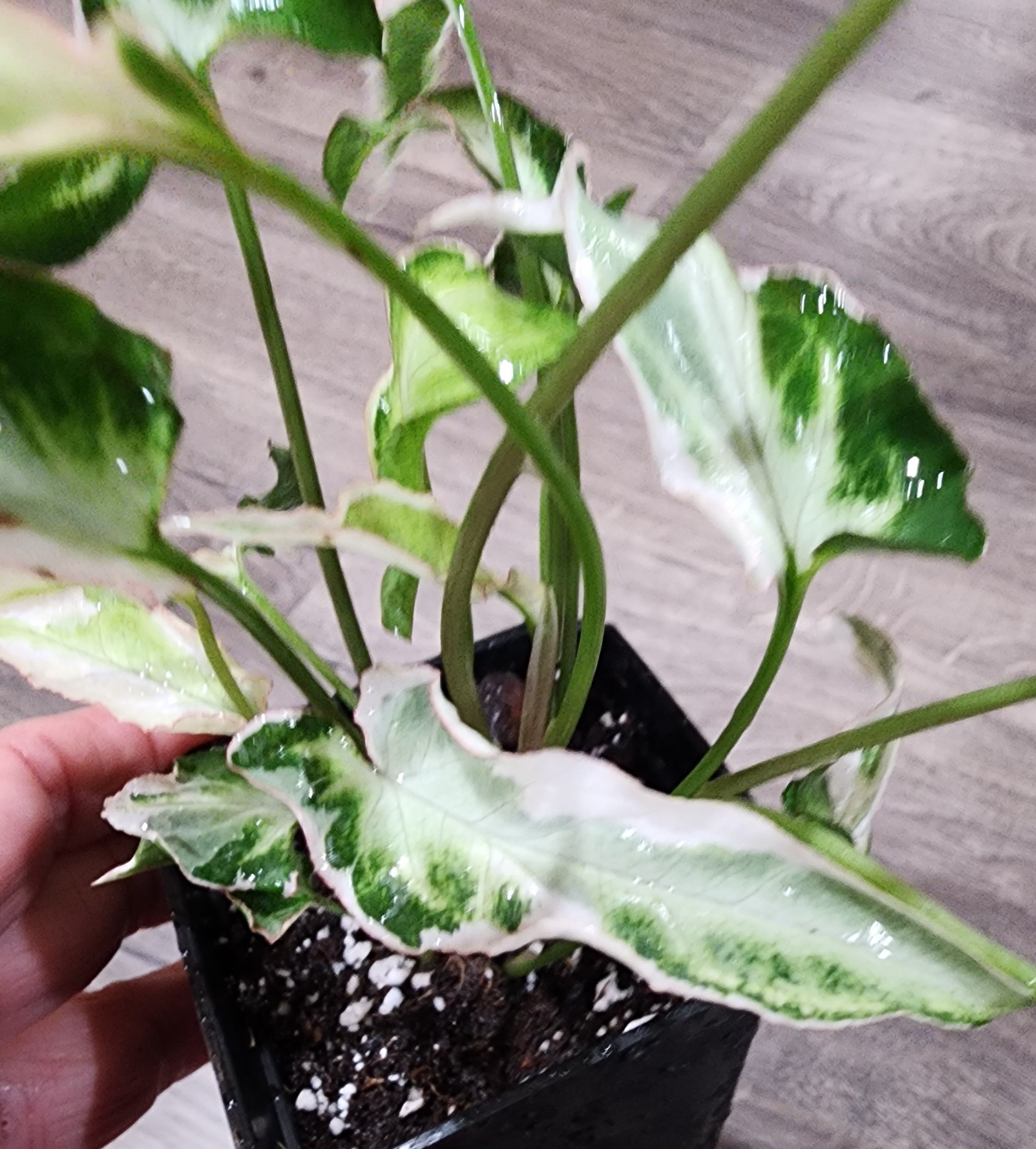 Starlite Syngonium Podophyllum - Rare - Etsy