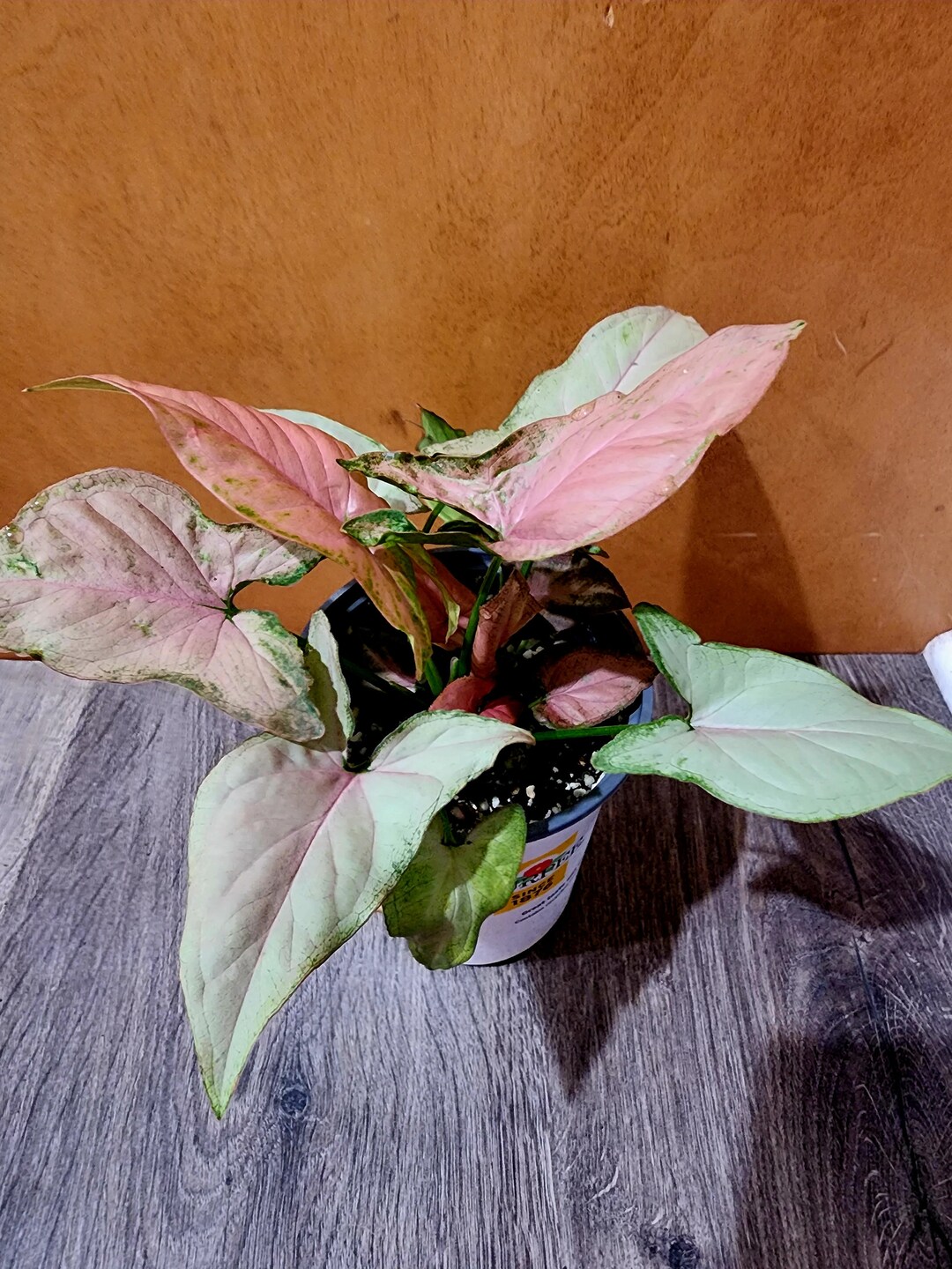 Pink Syngonium Podophyllum pink Perfection - Etsy