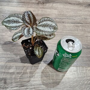 Pan Am - Friendship Plant (pilea Involucrata) - Etsy