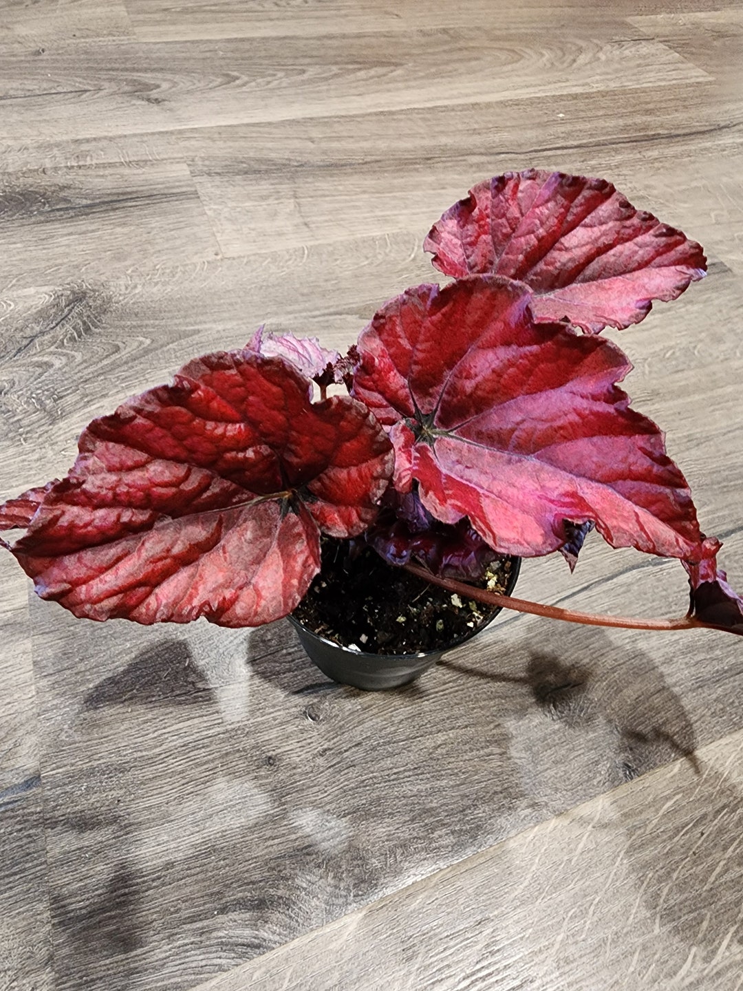 T Rex Begonia - Ruby Slippers - Glitter Red - Etsy