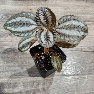 Pan Am - Friendship Plant (pilea Involucrata) - Etsy