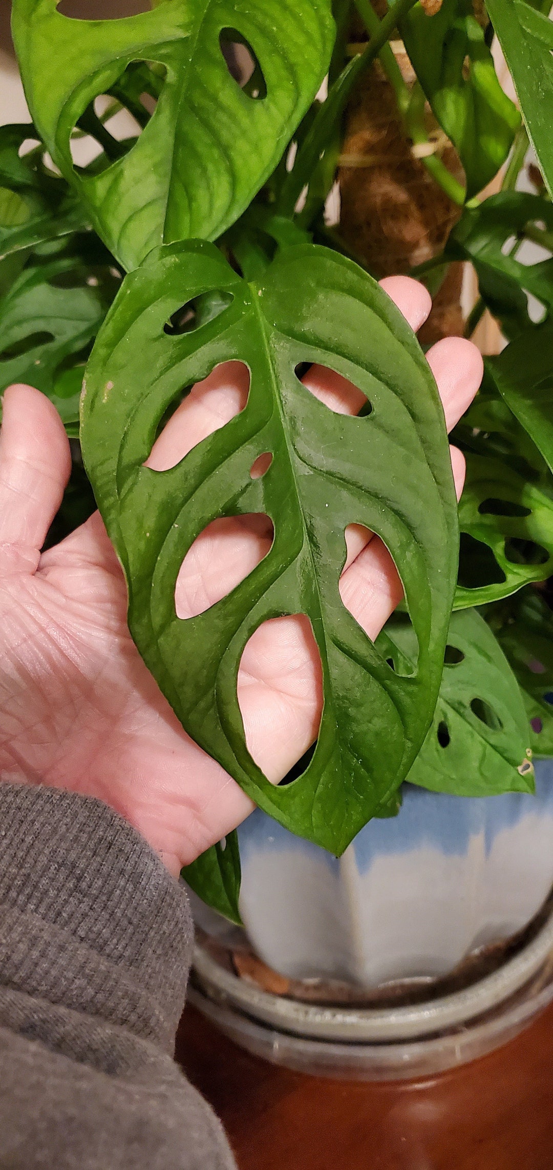 Swiss Cheese Plant Monstera Adansonii Large Leaf Form - Etsy