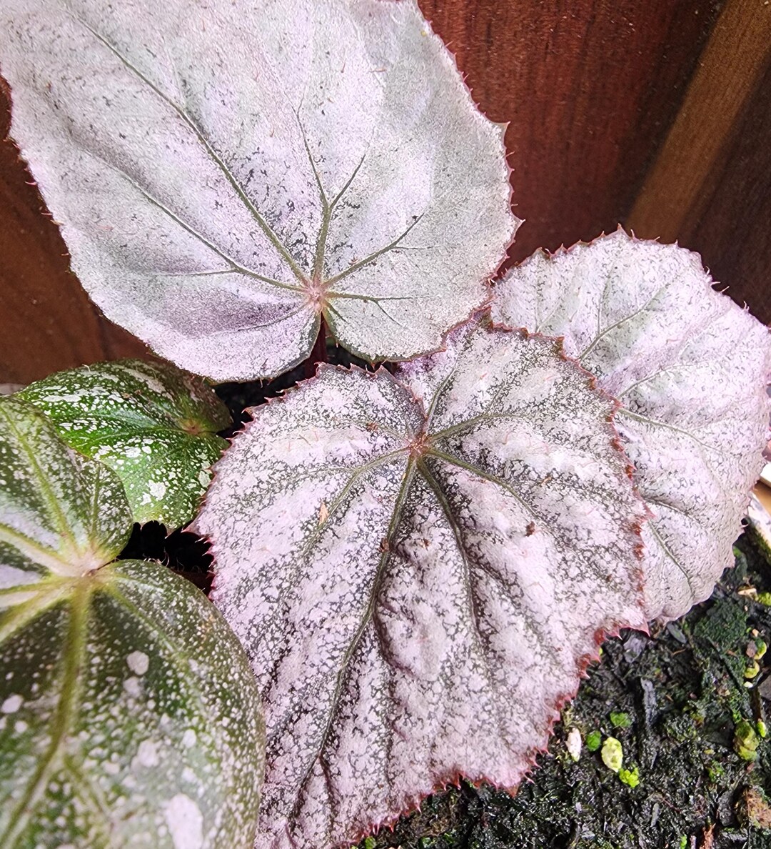 Begonia Rex Shadow King "cool White" - Etsy