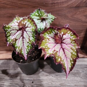 Rex Jurassic Jr.™ 'berry Swirl' Spiral Begonia - Etsy