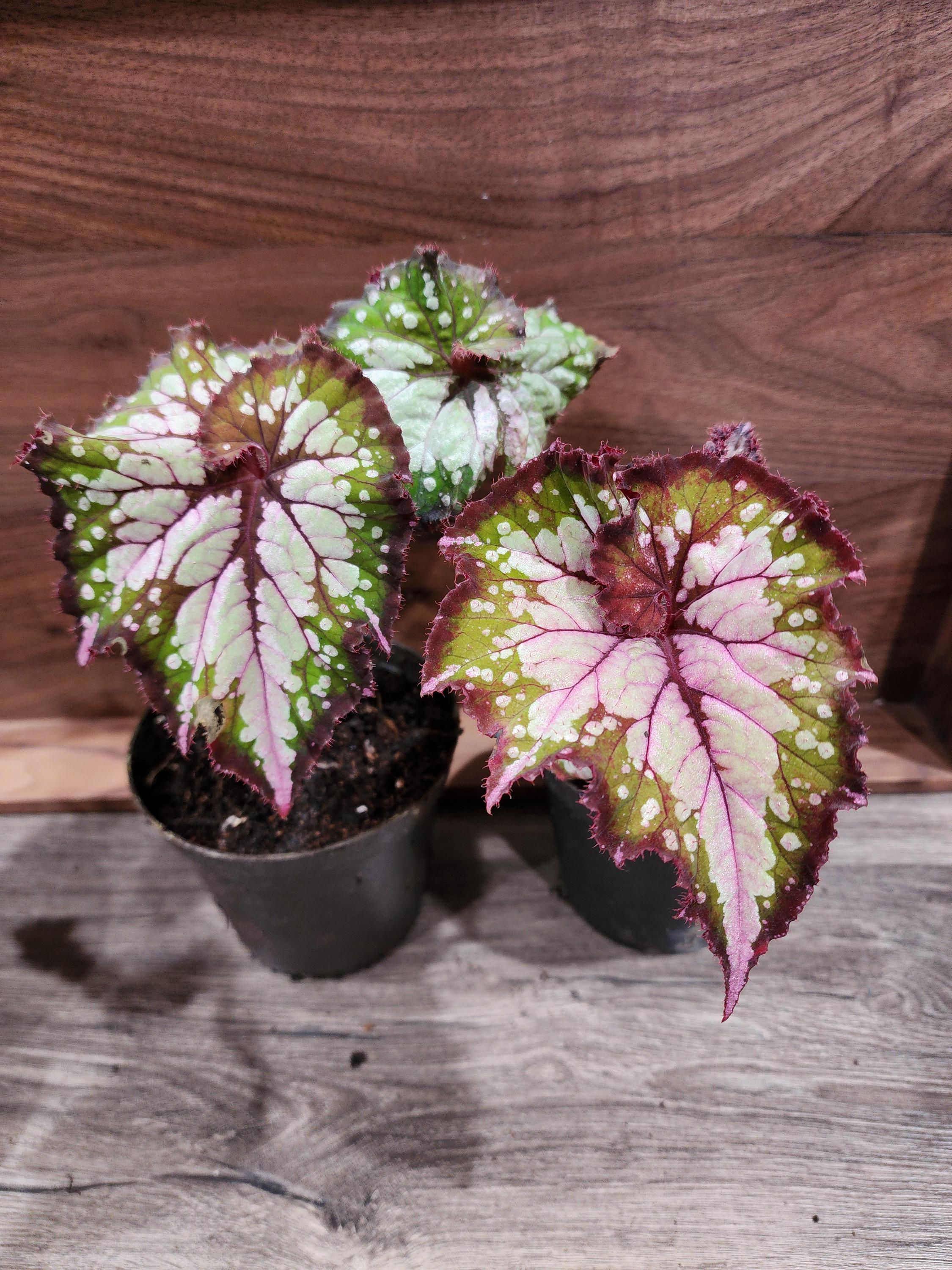 Rex Jurassic Jr.™ 'berry Swirl' Spiral Begonia - Etsy
