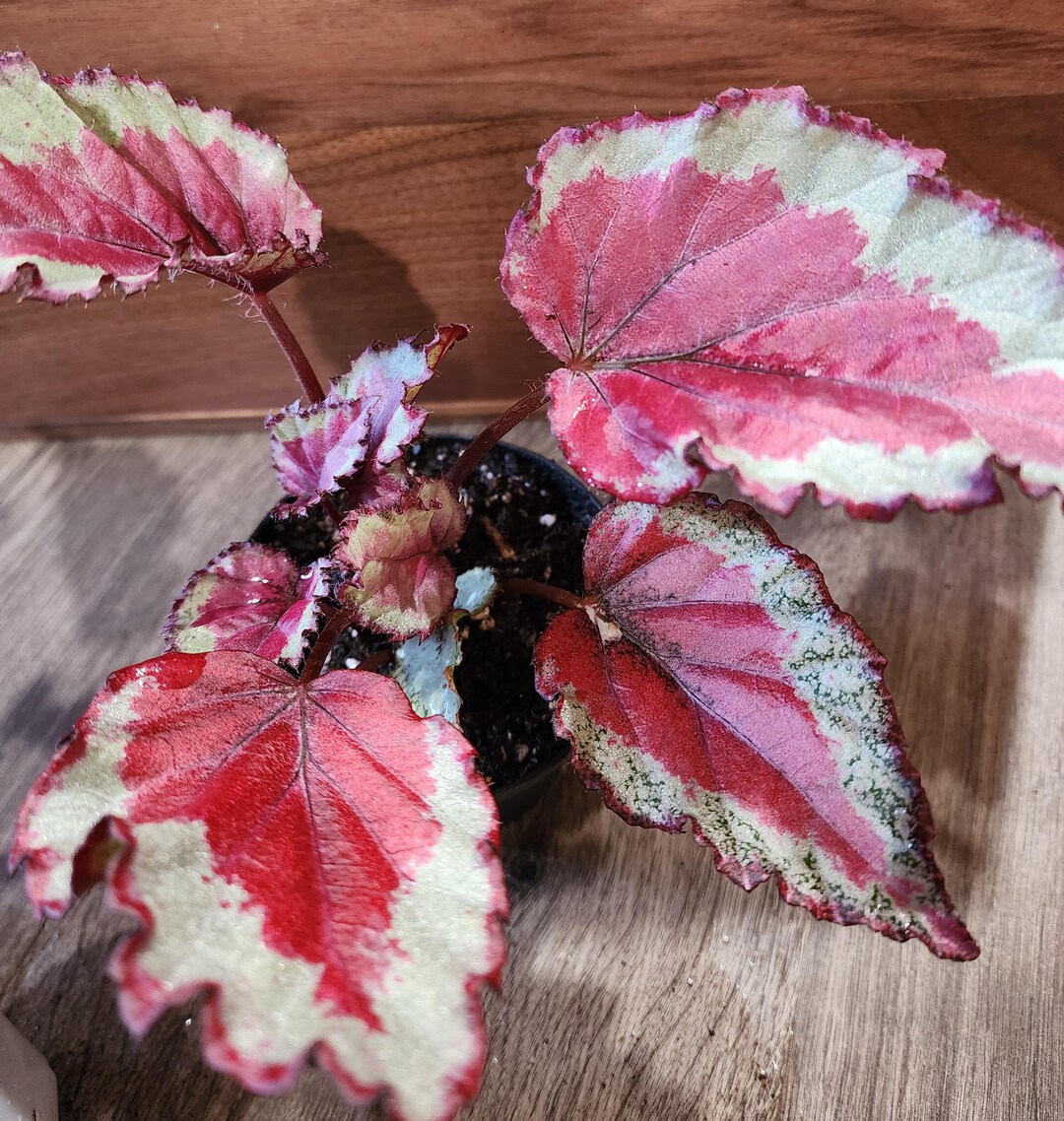 Begonia Rex 'spitfire' - Etsy