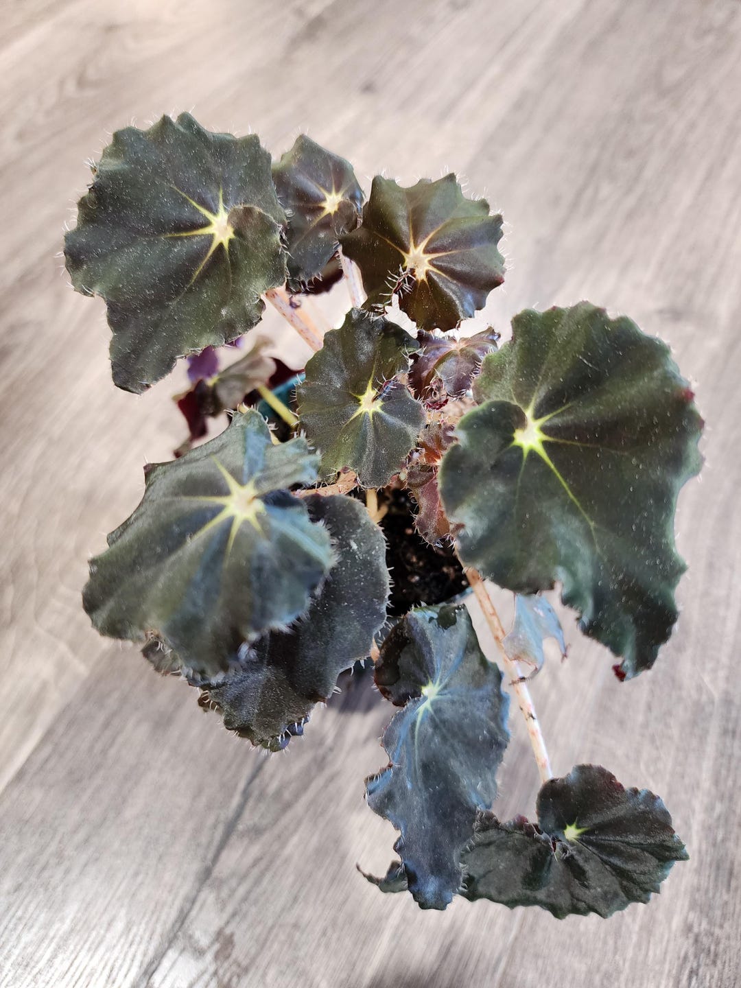 Black Mamba Begonia- Spiral Escargot - Etsy